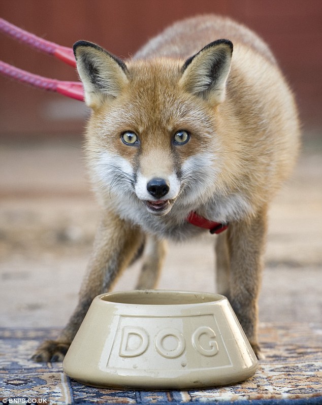 The animal zone: Foxy Roxy makes herself top dog as she moves in with ...
