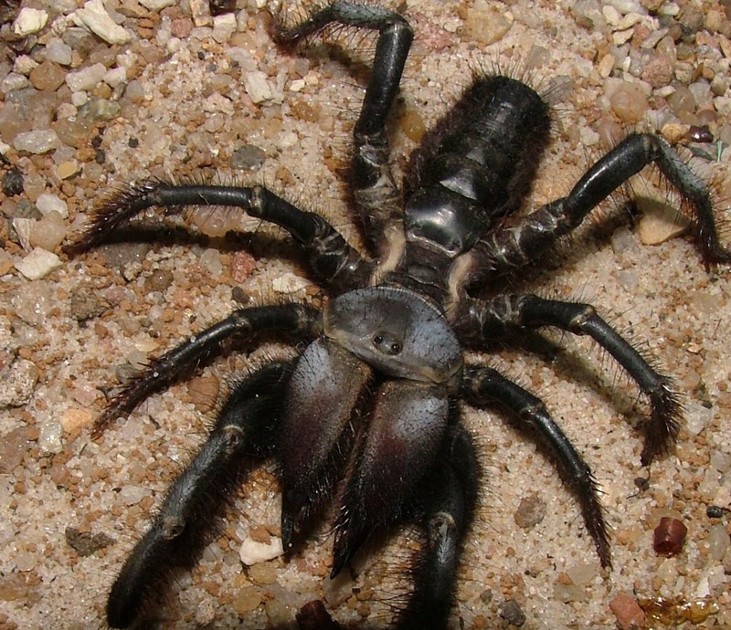 BIBOCA AMBIENTAL : ARANHA CAMELO