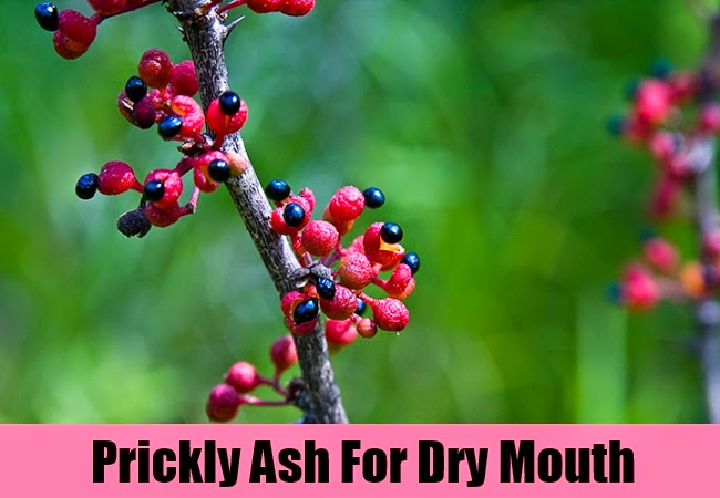 Prickly Ash Tea benefits ~ Healthy Tea 101