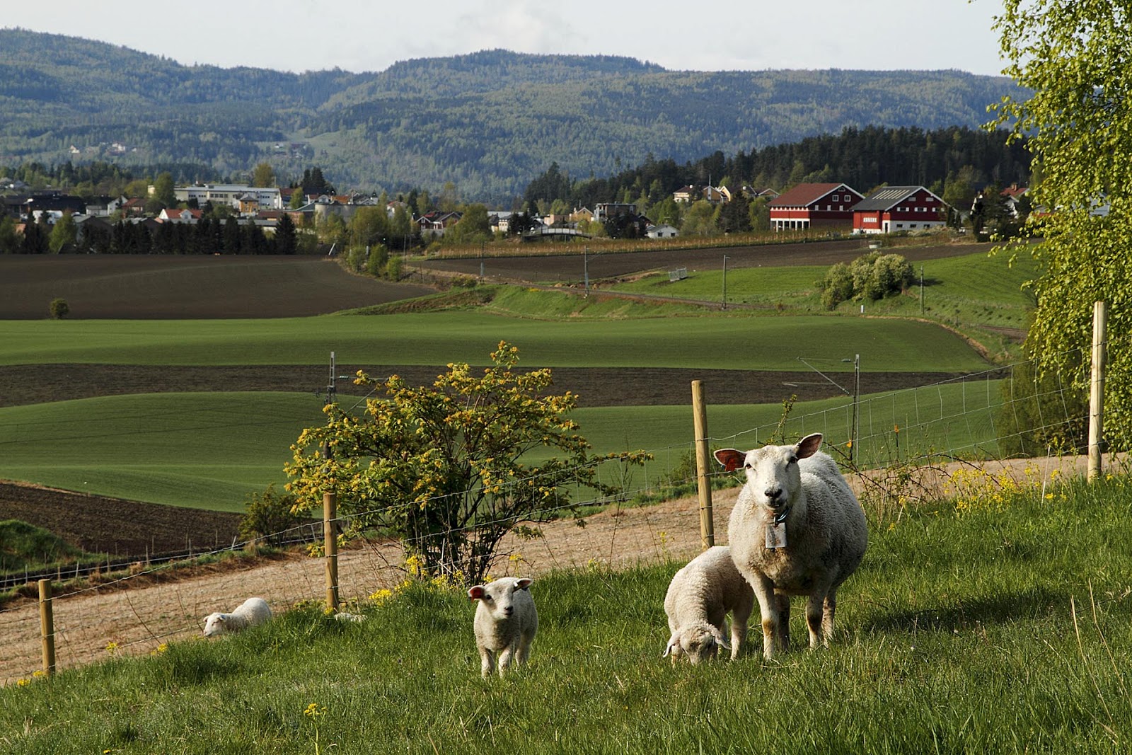 Skaumann: Kulturlandskap i Øvre Eiker mai-august 2012!