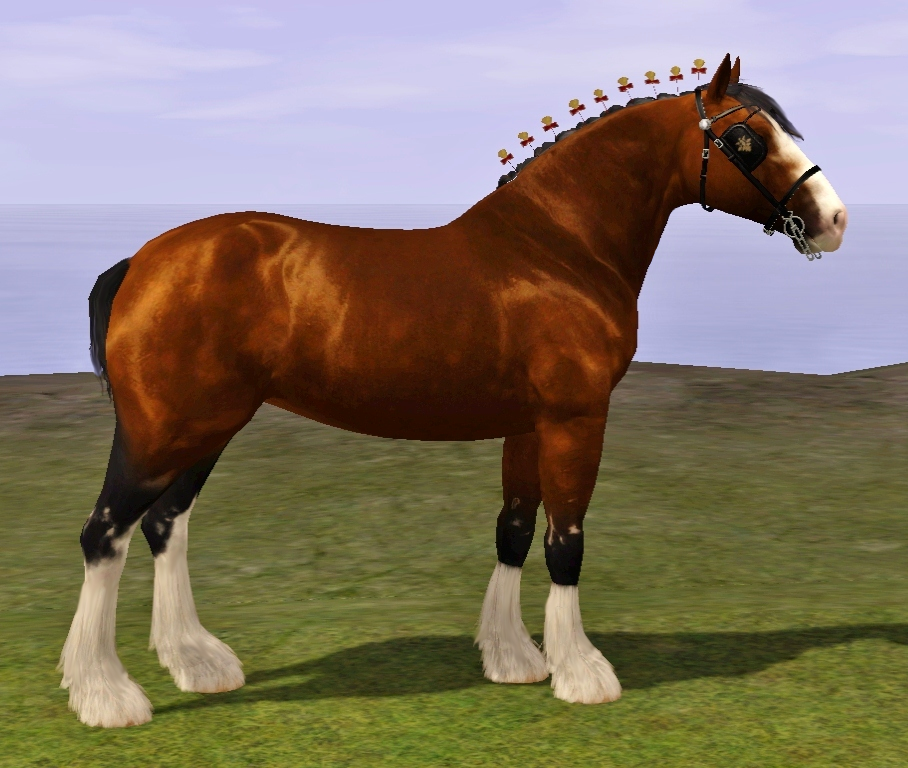 X-tina Sims Equestrian: Shire Horse