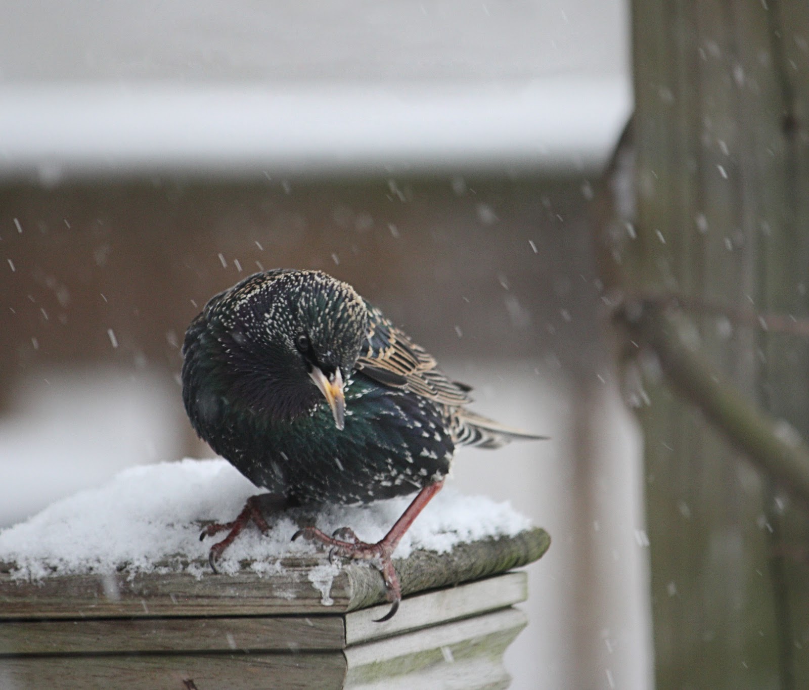 Round The Bend: Wild Bird Wednesday: Little Snowbirds
