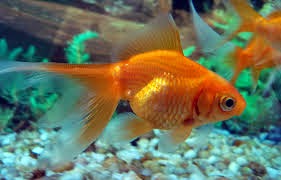 AKVARISTIKA: VRSTE AKVARIJUMSKIH RIBA