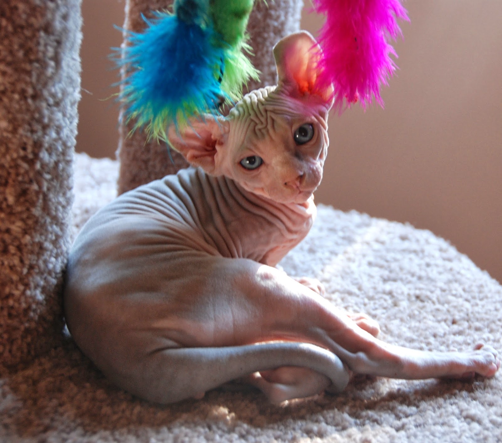 No Coat Kitty ELF CATS: Elf Cats