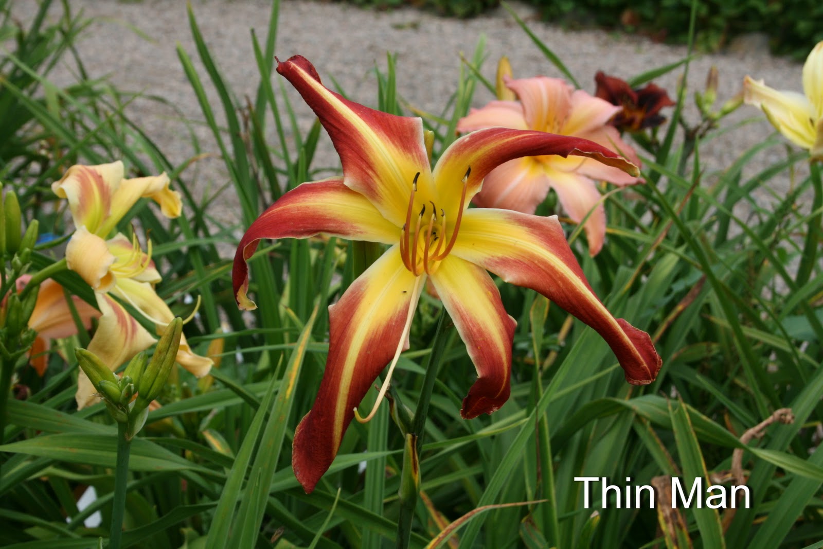 Dagens daglilja: Thin Man