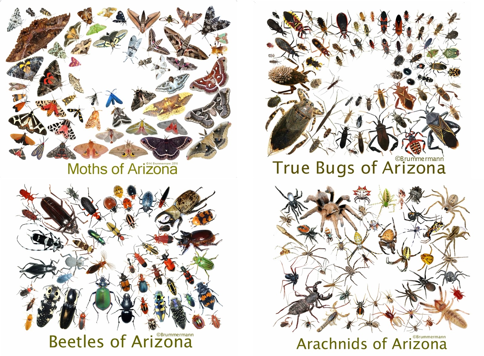 Arizona: Beetles, Bugs, Birds and more: Moths of Arizona - a new Poster