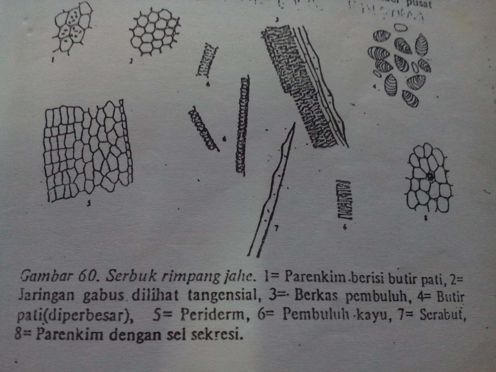 Farmakognosi: Zingiberis Rhizoma