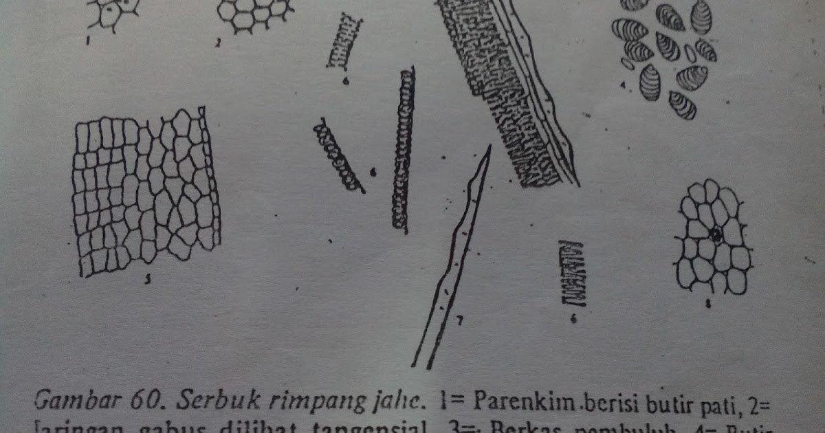 Farmakognosi: Zingiberis Rhizoma