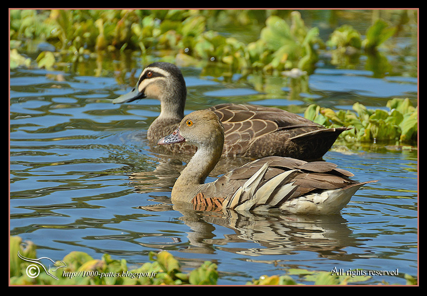 WILDLIFE GATEWAY: Dendrocygne d'Eyton