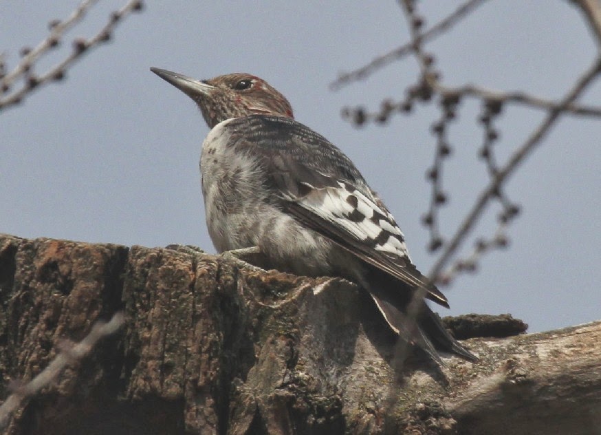 New England Coastal Birds: Ivy League Red-headed Woodpecker and the ...
