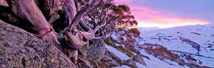 Michael Scott Lees, Colourful Ozzie Trees | illicit Blag