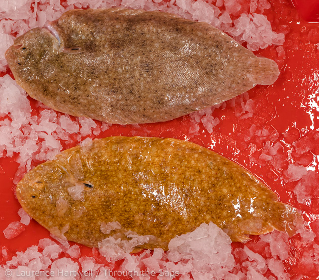 Through the Gaps! - Newlyn Fishing News: First fish auction after ...