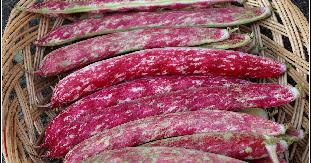 Mark's Veg Plot: Borlotto Bean "Firetongue"