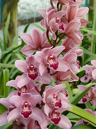 Cymbidiums: Varieties