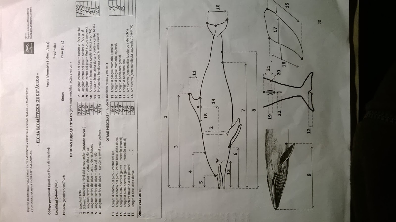 GEOBIODIVERSIDAD ANDALUZA: VARAMIENTO DELFÍN LISTADO