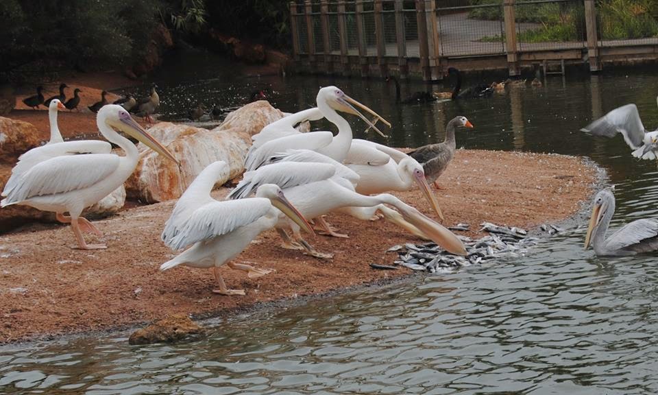 Jardin Zoologique de Rabat - Maroc | Morocco Travelling