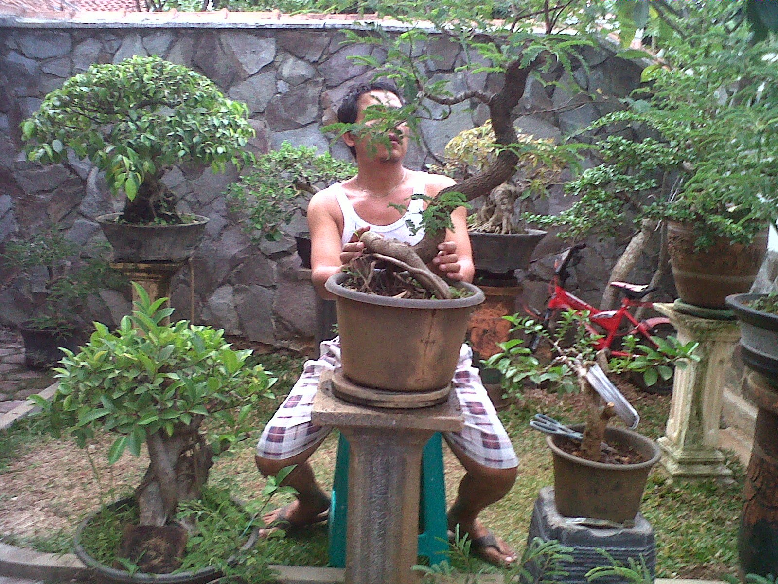 Bonsai Asem Jawa On The Rock | Aneka Ragam Bentuk Bonsai