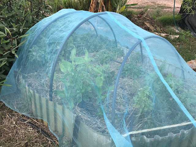 Easy Way To Protect Plants From Sun And Bugs - Permaculture Haven Australia