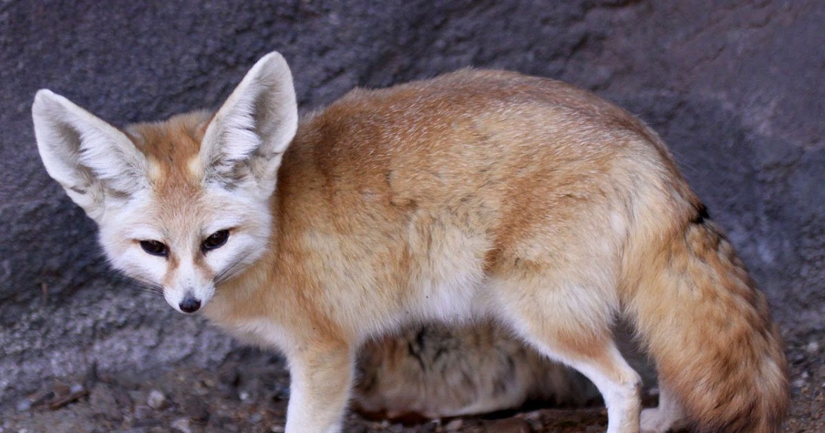 Fennec Fox | Passions For Life