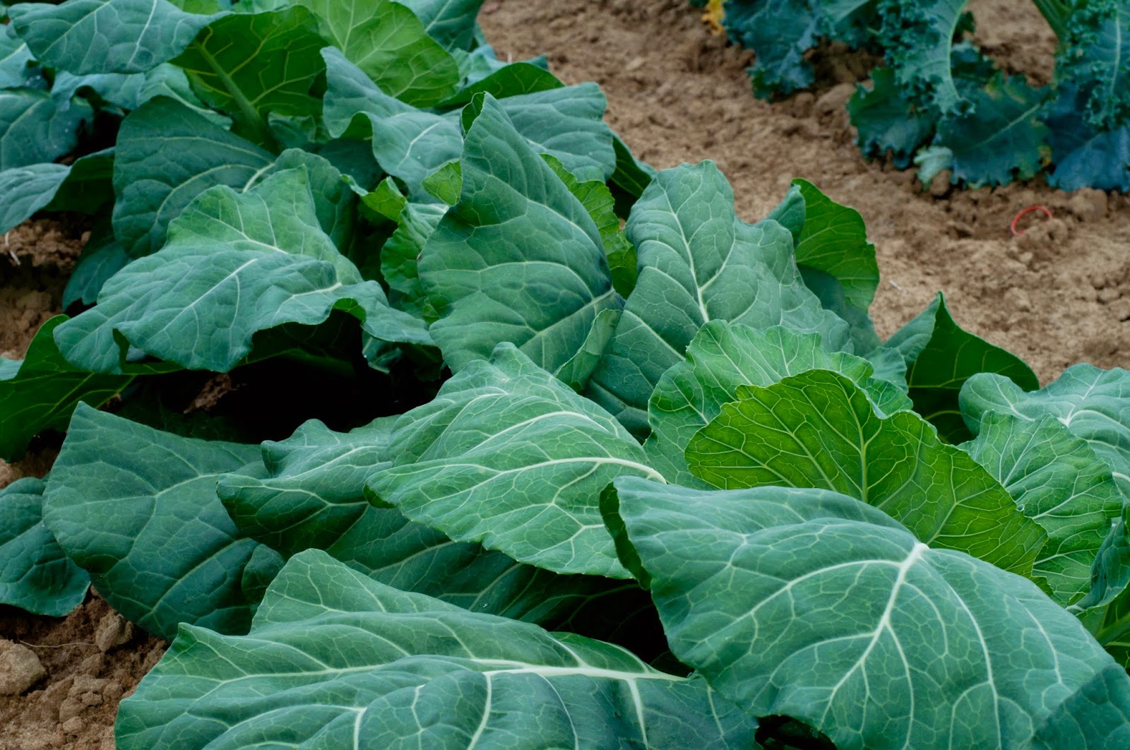 Robson's Farm: Collard Green Dip