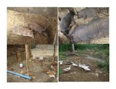 Suliranin sa Agrikultura sa Pilipinas