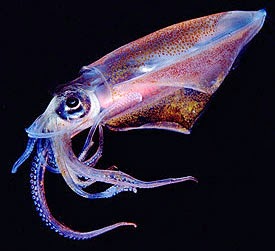 MISTERIOS EN EL FONDO DEL MAR: LOS MISTERIOS MAS DESTACADOS EN EN FONDO ...