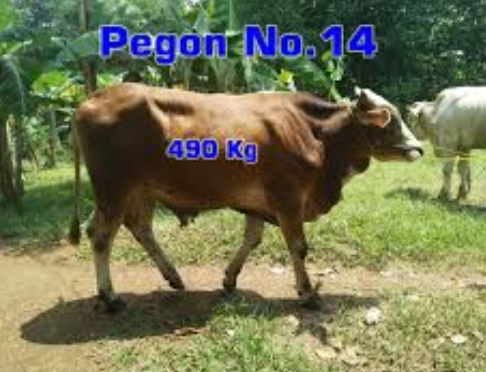 MENGENAL JENIS SAPI PEGON - BETERNAK DAN MENANAM