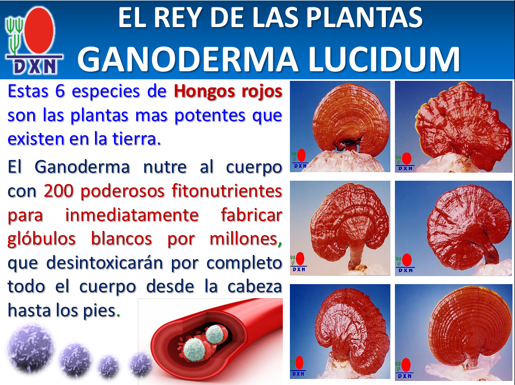 COMO ACTÚA EL GANODERMA EN EL ORGANISMO