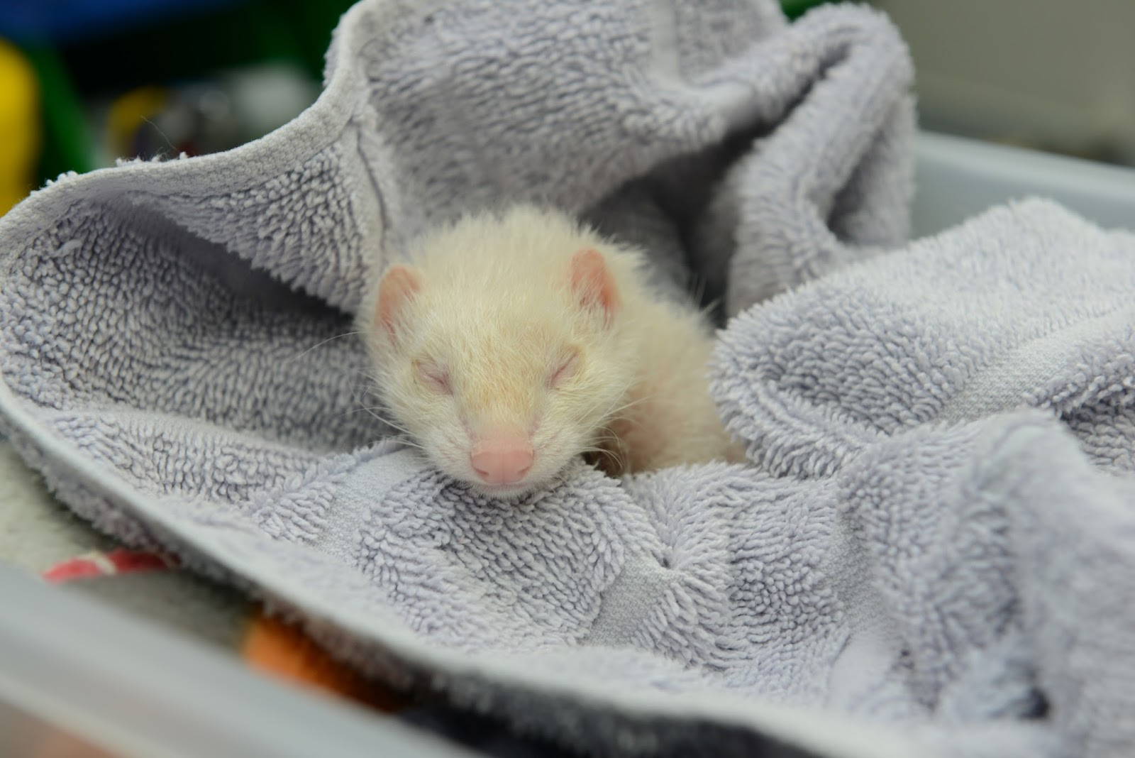 Small Animal Talk: How do animals sleep?