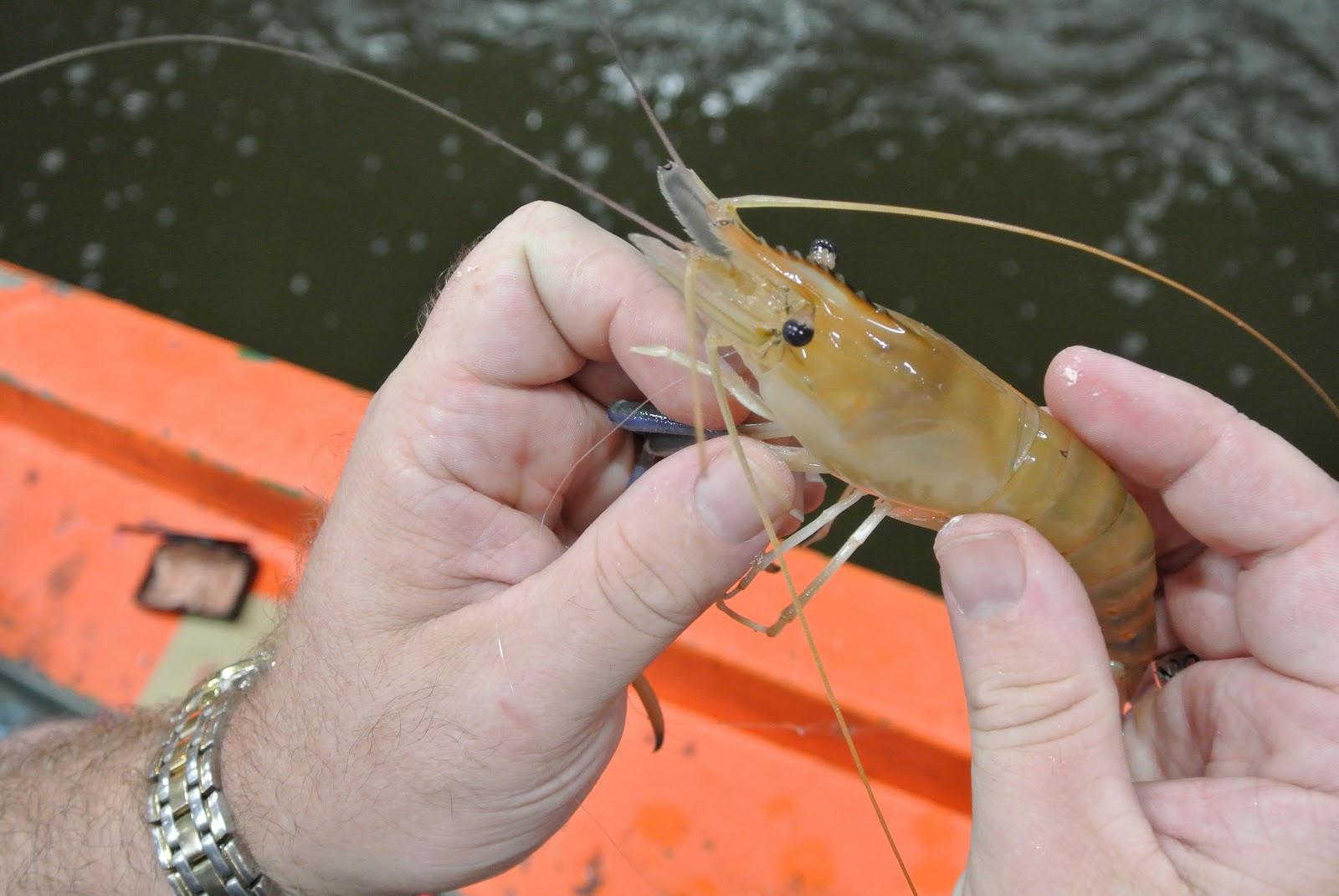 The Timmons-Mitchell Life: Shrimp Fishing