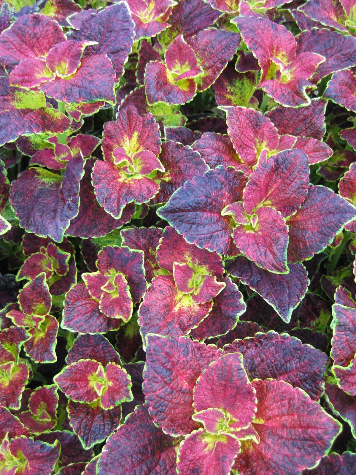 Rotary Botanical Gardens - Hort Blog: Sensational Solenostemon (Cool ...