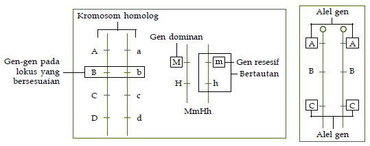 Pengertian, Letak Gen Dalam Kromosom Serta Gen Secara Umum Dikuasai Dan ...