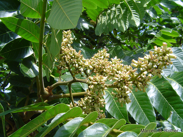 Argentina nativa: Cedro misionero (Cedrela fissilis)