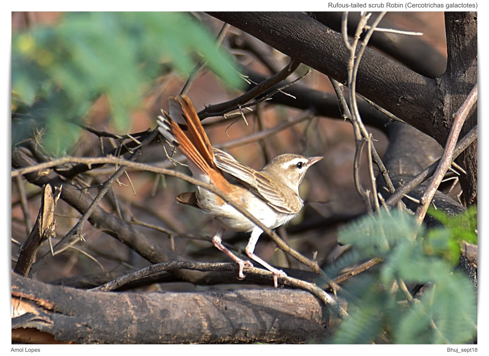AmolDiego: Bhuj Birding
