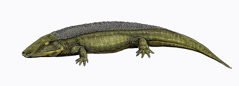 Chroniosuchus