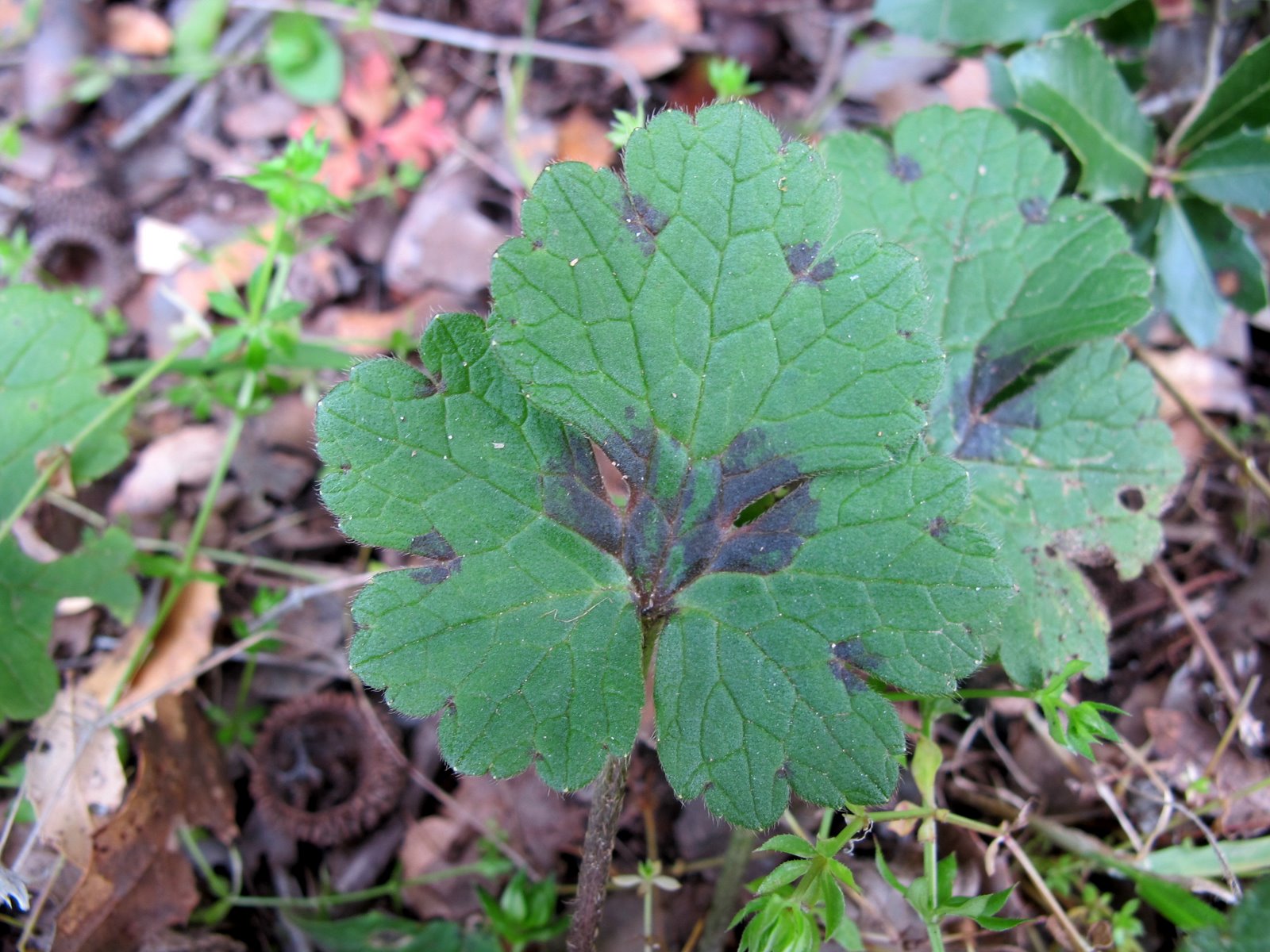 FLORA NEL SALENTO e.. anche altrove: Ranunculus velutinus Ten ...