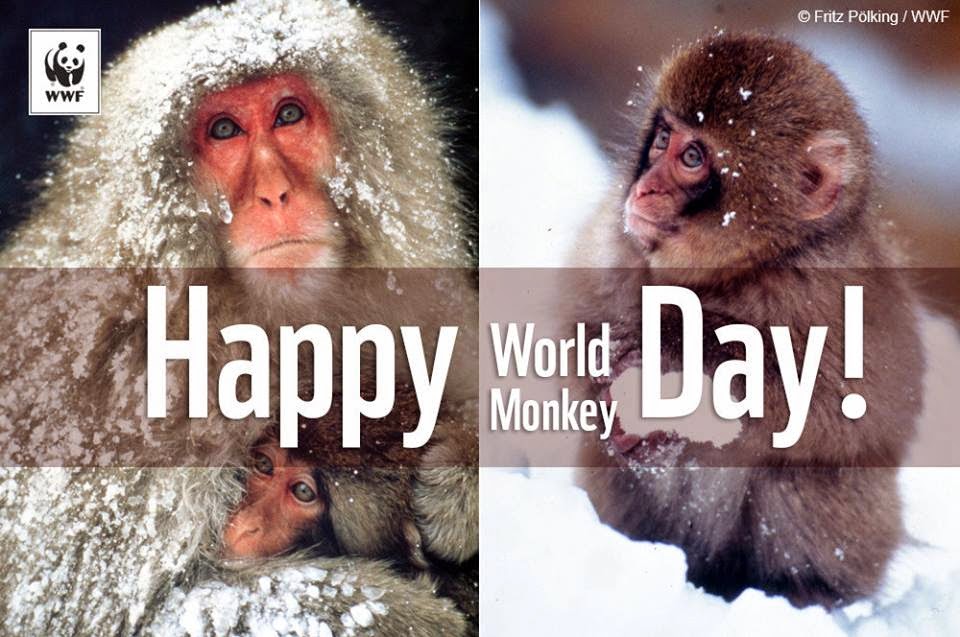 Geração Verde Portugal: Dia Mundial do Macaco