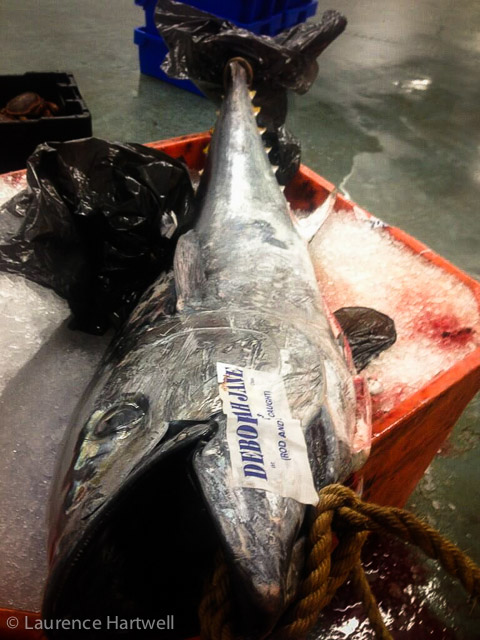 Through the Gaps! - Newlyn Fishing News: Fresh Devon Tuna!! Cornwall UK ...