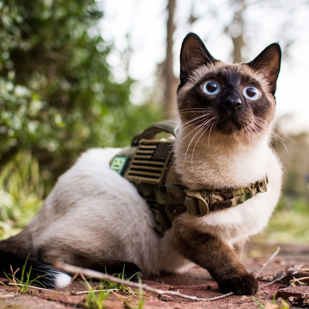 Tactical Siamese cat - My Interests