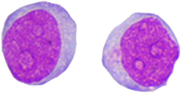 Relação núcleo citoplasma (NC) - Bioonerd