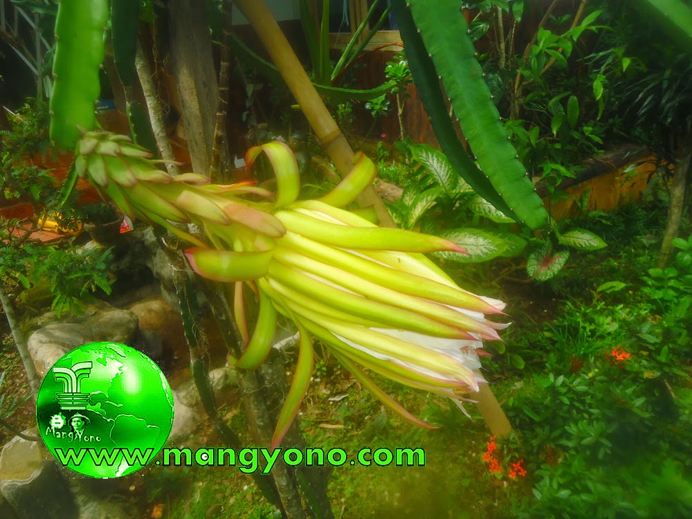 Cara Penyerbukan Manual Bunga Buah Naga