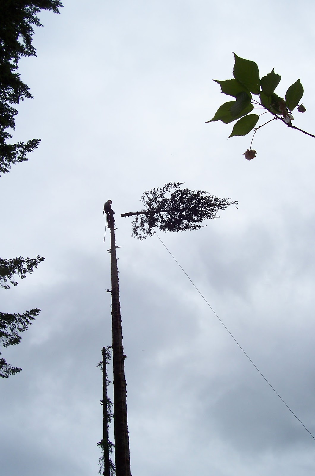 My Primitive Nest: The Tree Falling