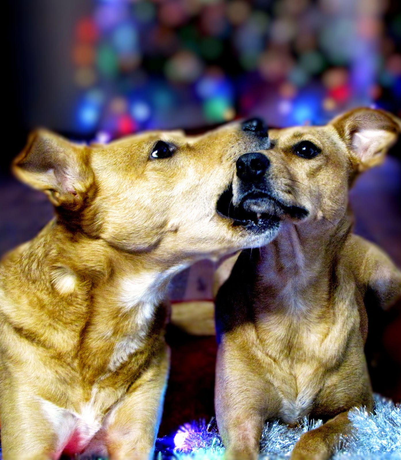 ZoePhee: Bitey Face on Monday Mischief