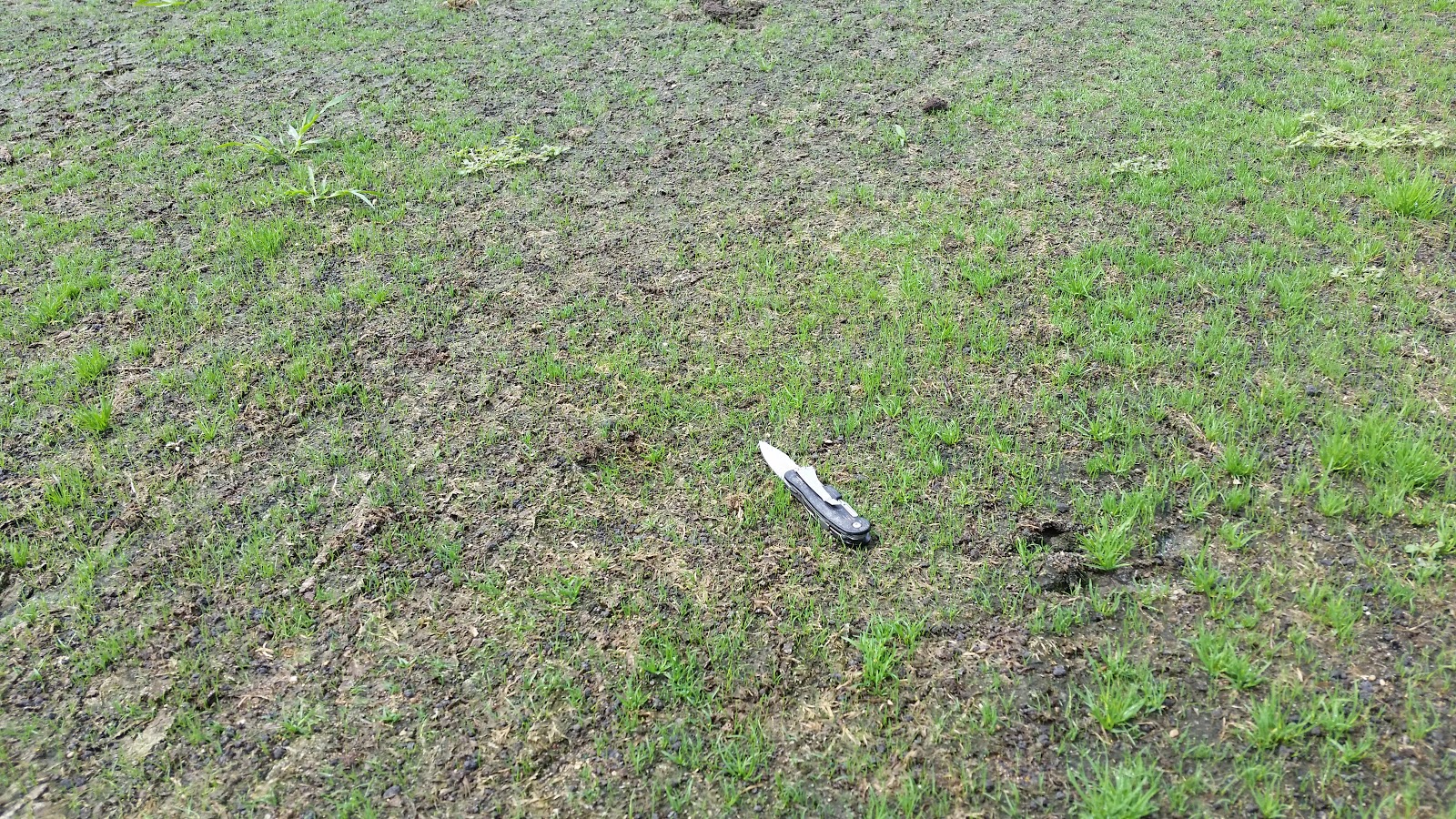 Wilmette Golf Club Grounds and Greens : Seeding Process