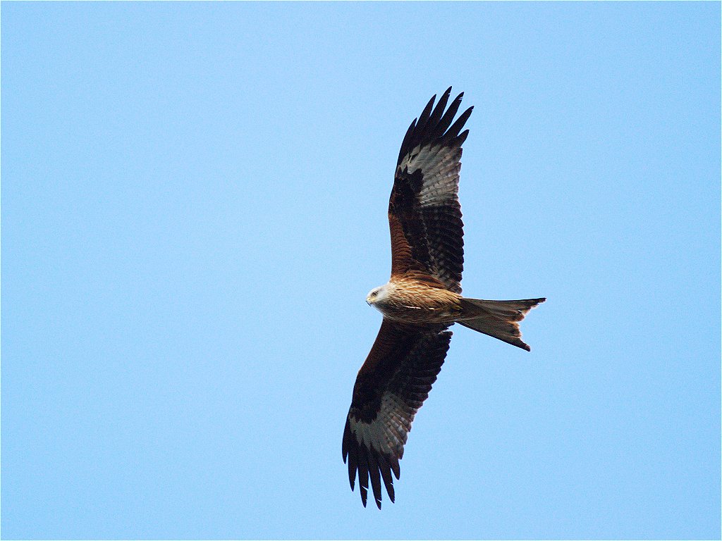 The Natural Stone: Red Kite