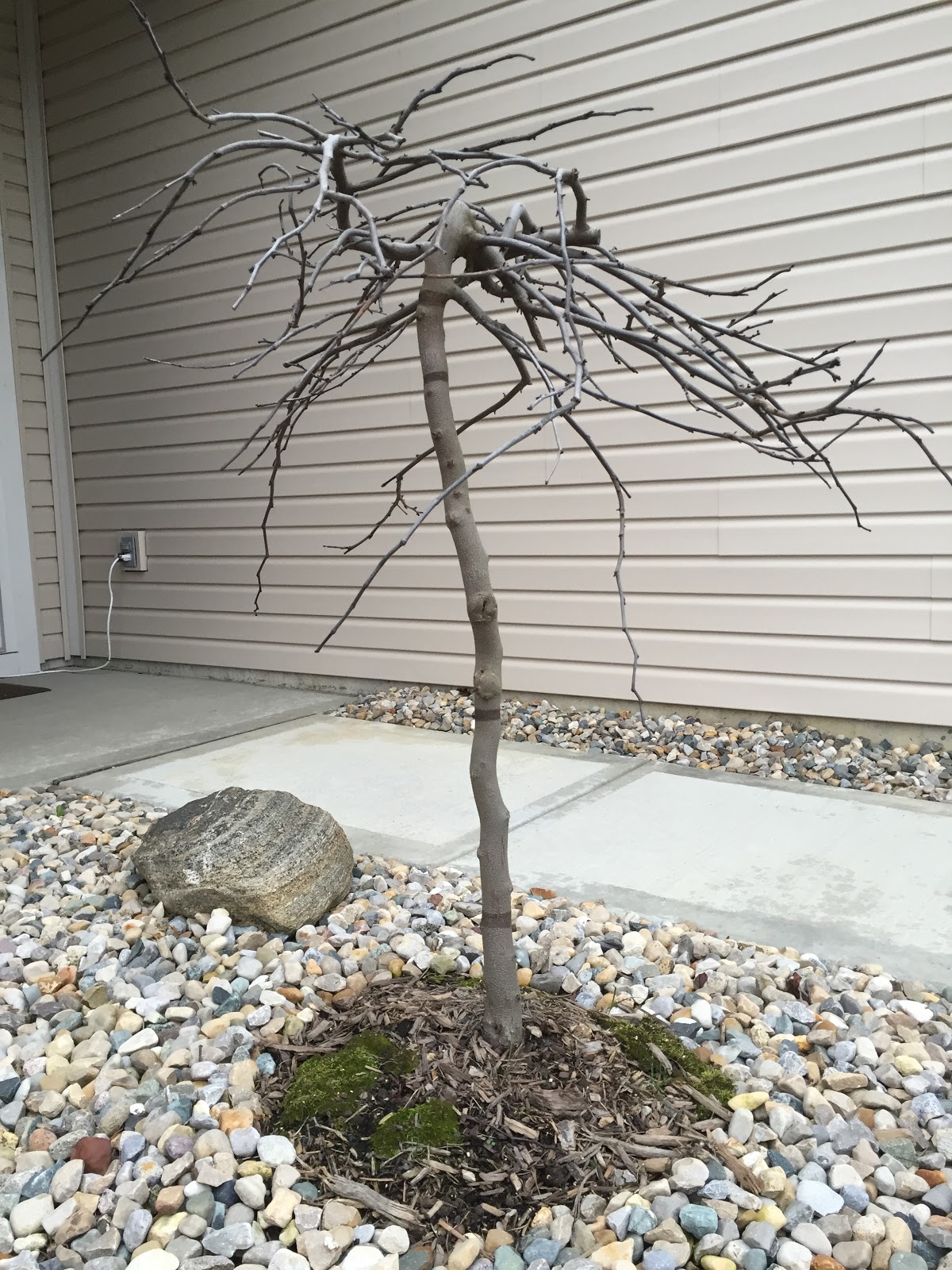 Ruby Falls Weeping Redbud in Winter [Backyard Neophyte Landscaping Blog]