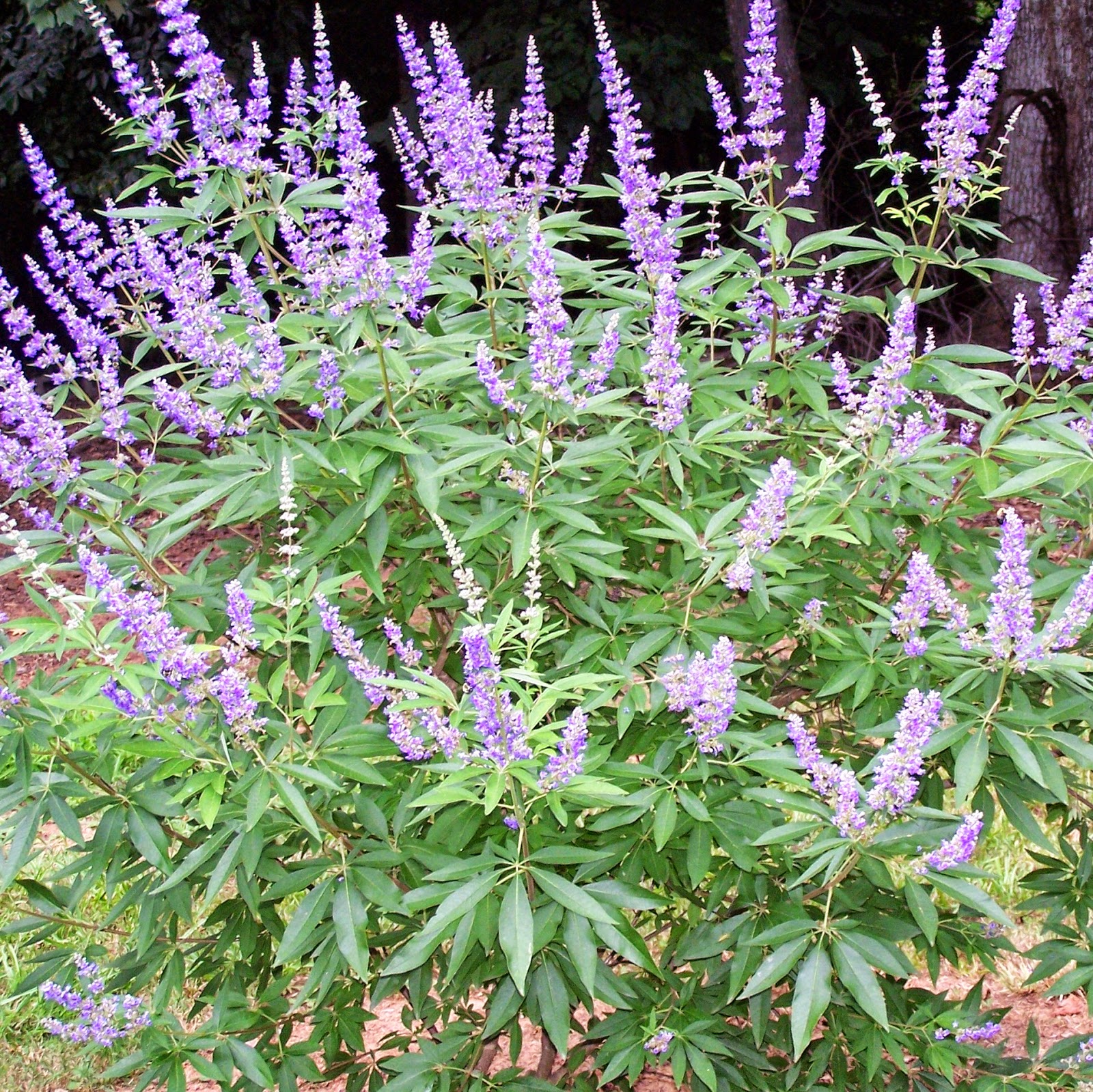 Le Douaire. Île de Vivre.: Tout savoir sur l'’arbre de poivre ...