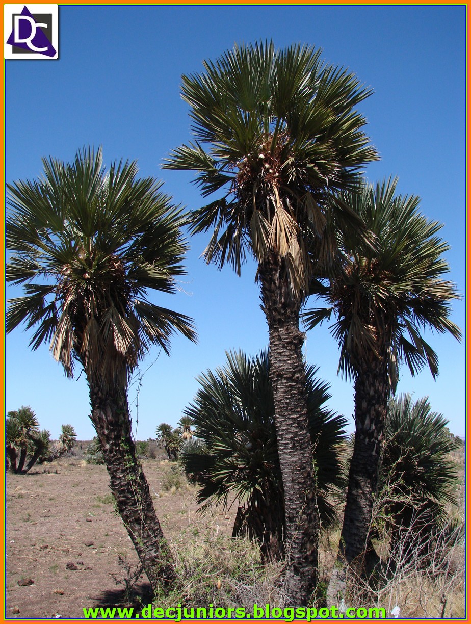 Cosas para compartir: La Palmera Caranday - Papagayos - San Luis