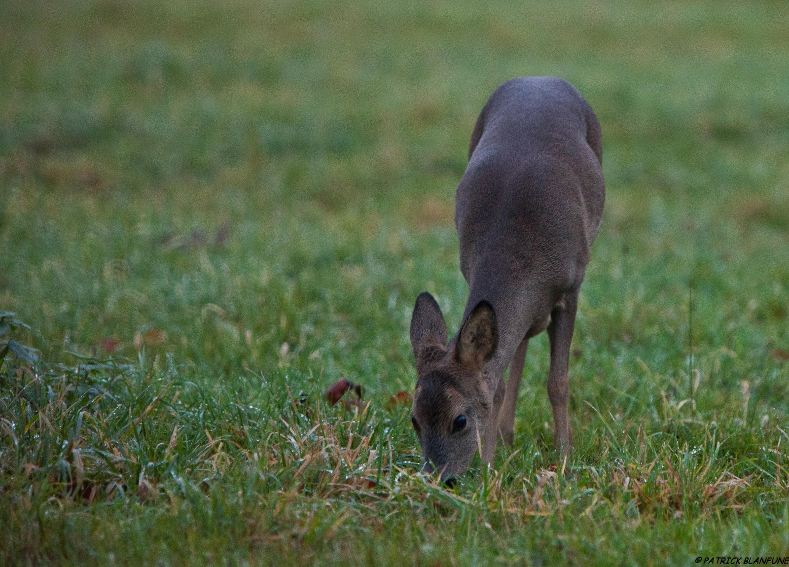 AU RYTHME DES SAISONS-----------------: Chevrette