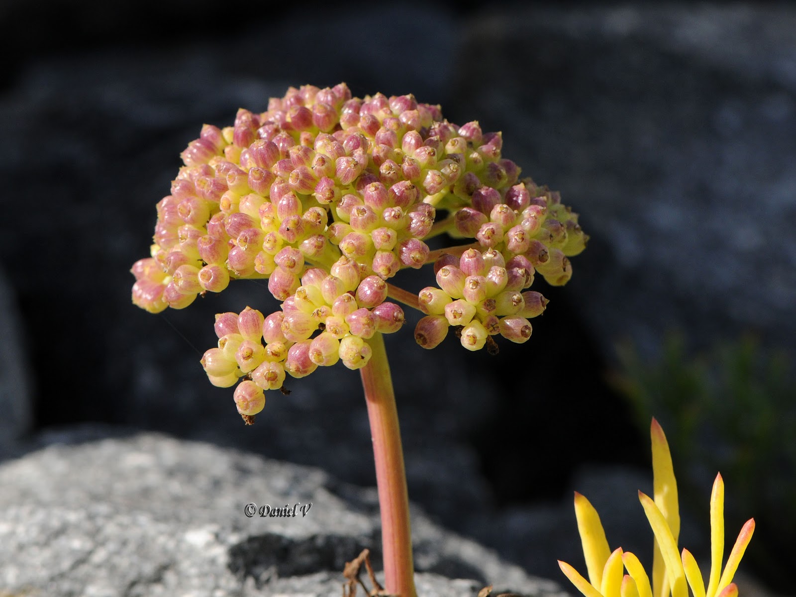 Macrophoto plaisir passion: La Criste marine, Crithmum maritimum, ou ...